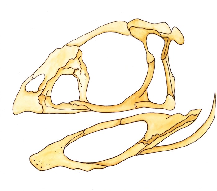 Berthasaura leopoldinae: um dinossauro sem dentes :: Bioaquarela